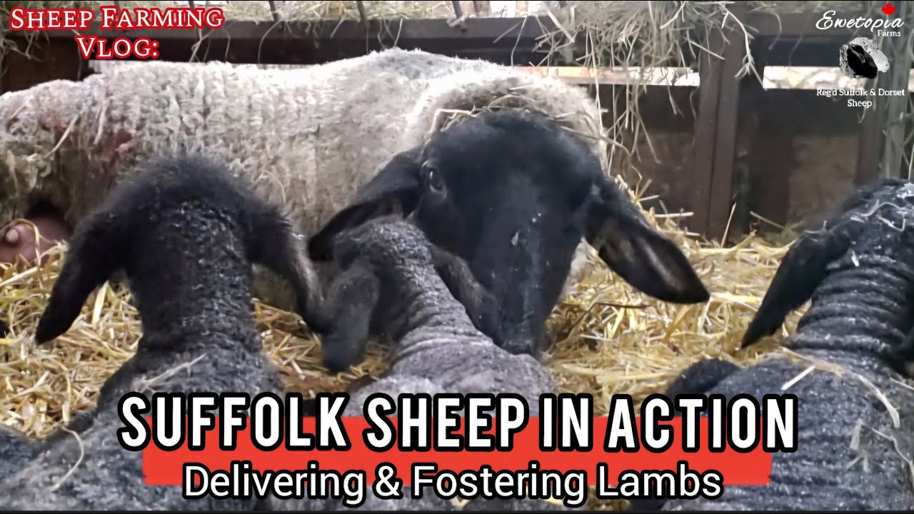 Suffolk Sheep: AMAZING Mothers & Foster Lambs! - YouTube