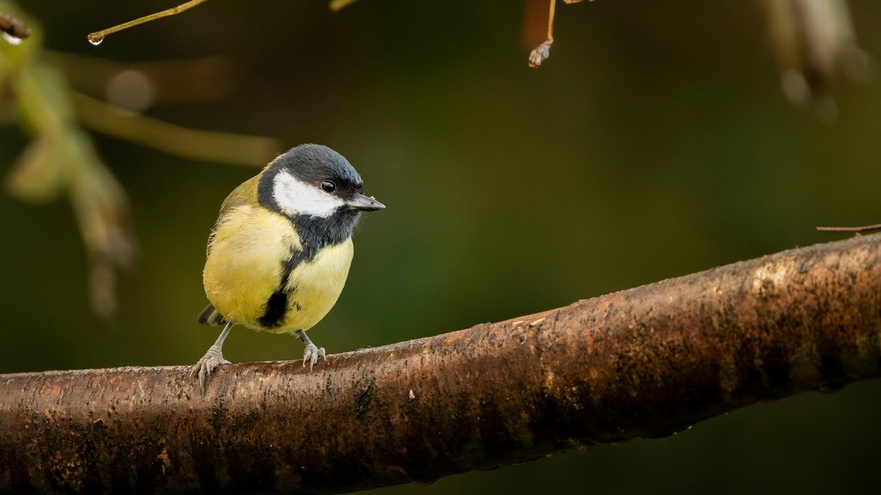 Limerick Morning Nature Walk | 4K Birds & Atmosphere (Sony A7 IV+ 200 ...