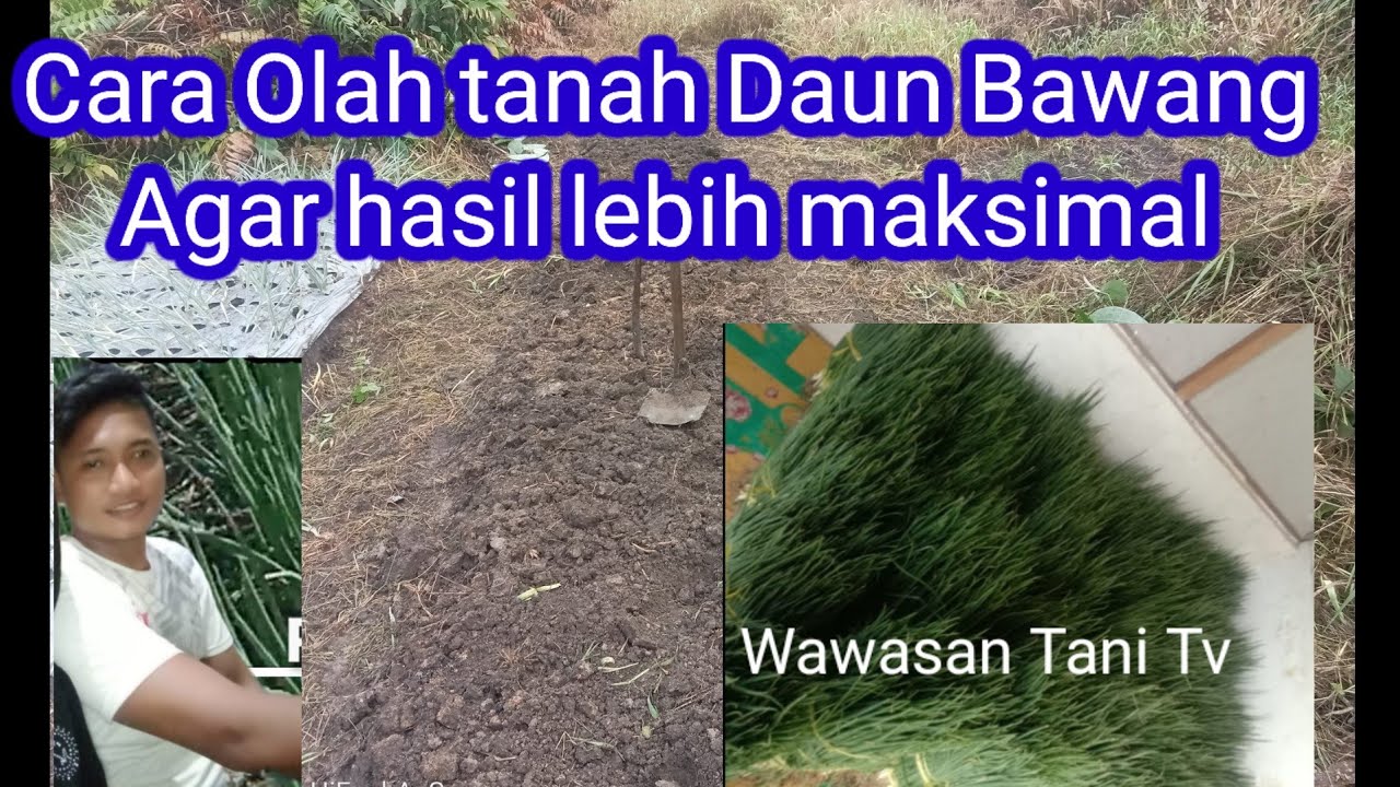 cara olah lahan tanaman bawang daun agar gembur dan subur - YouTube