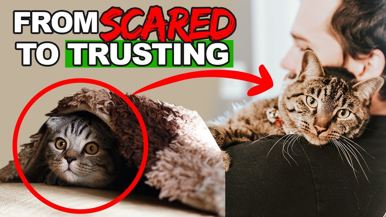 Transform Your Relationship with Your Cat: How to Earn Their Trust ...