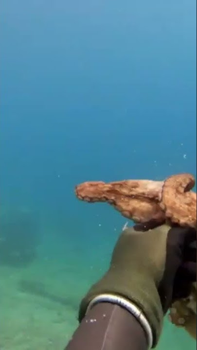 😱 Octopus Cannibalism Caught in Camera! - YouTube