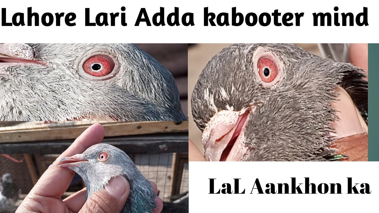 lahore Lari Adda bird market Lal Aankhon ke kabooter - YouTube