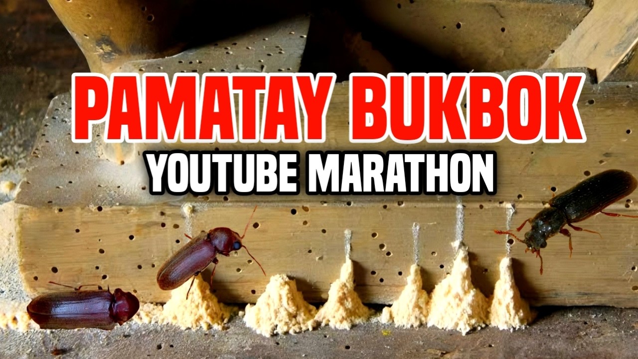 ITO PALA ANG MGA EPEKTIBONG PARAAN UPANG MAWALA ANG MGA BUKBOK AT ANAY ...