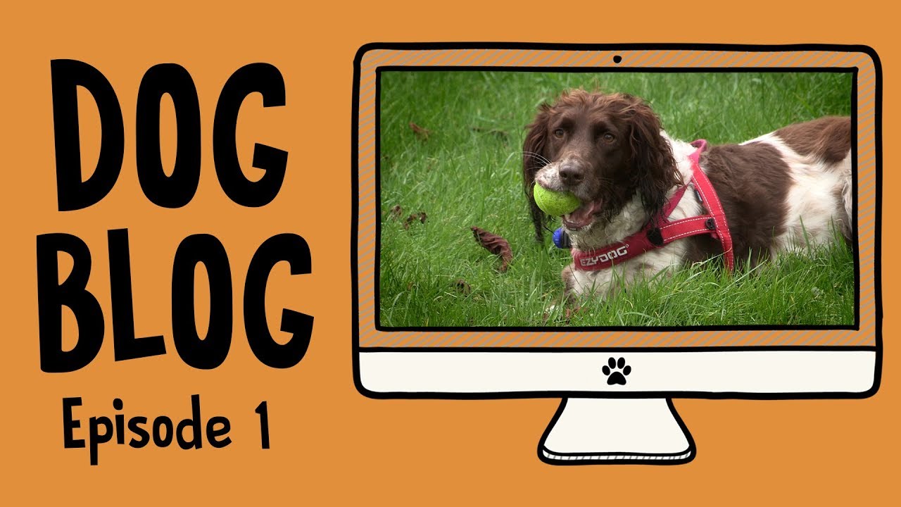 Dog Blog - Episode 1 - Training - YouTube