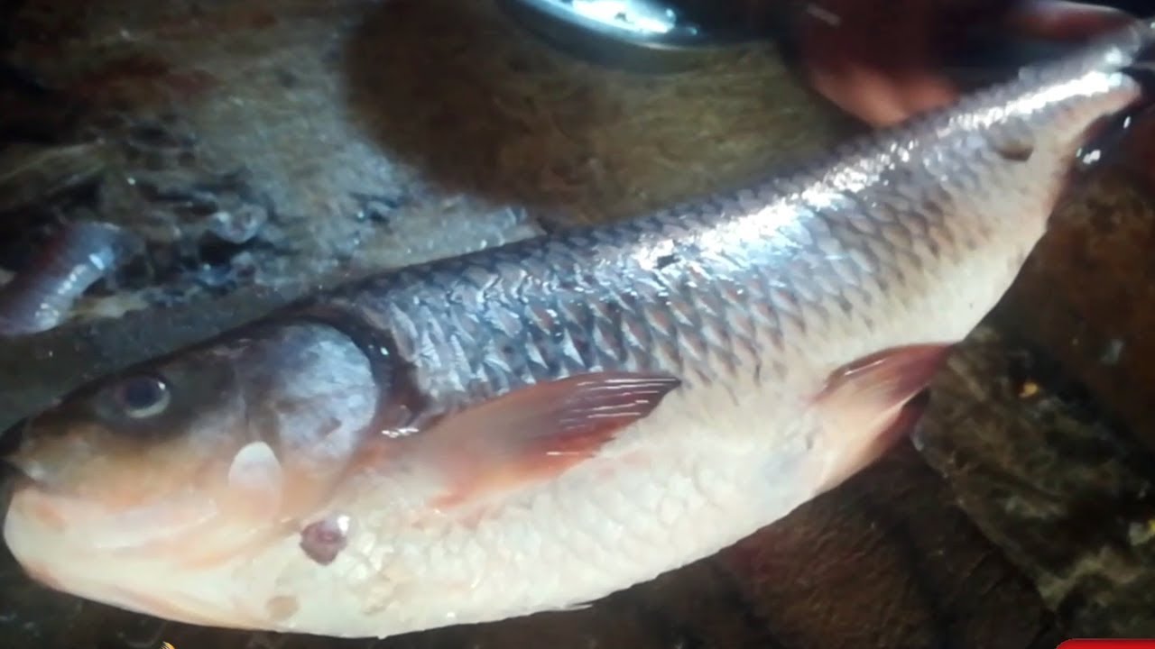 Great video of real roi fishing ! Ms fishing tv - YouTube