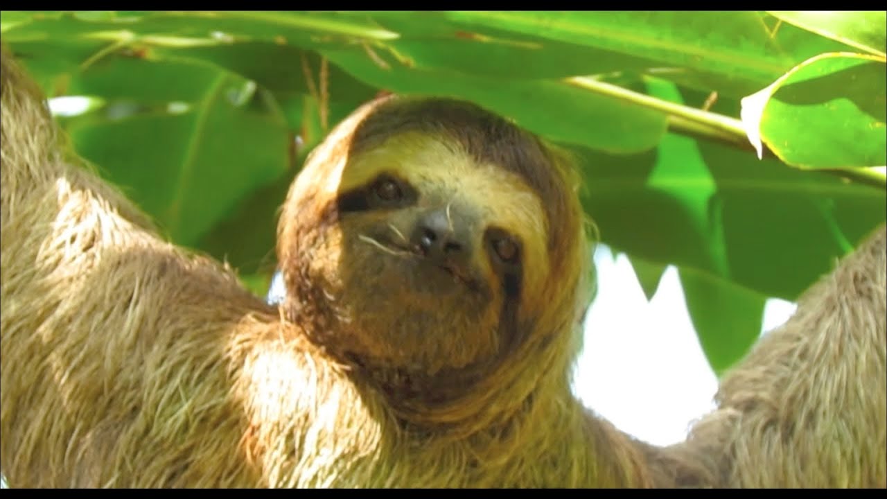 SLOTH - FAULTIER - Wildlife Costa Rica - PARTYANIMAL´S HANGOVER Part 2 ...