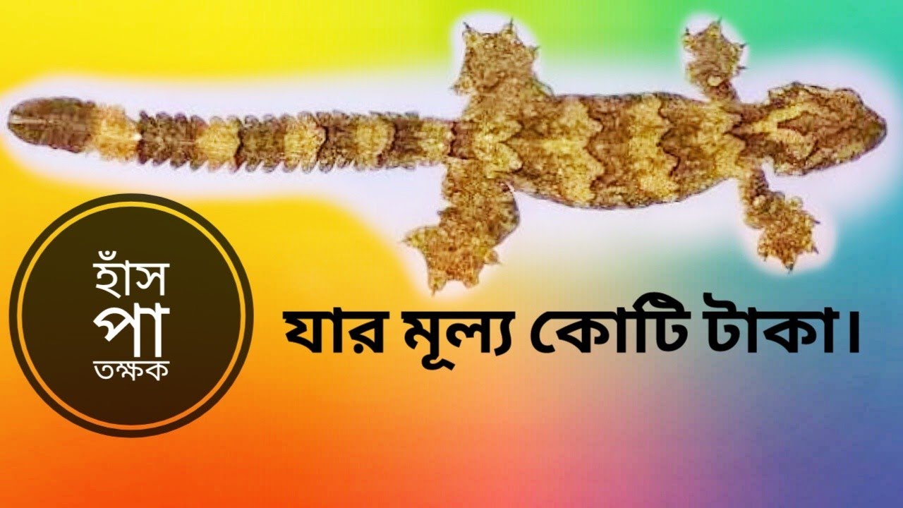 হাঁস পা তক্ষক //টক্বর//tokkor 2021এর মূল্য কোটি টাকা। প্রতারনা থেকে ...