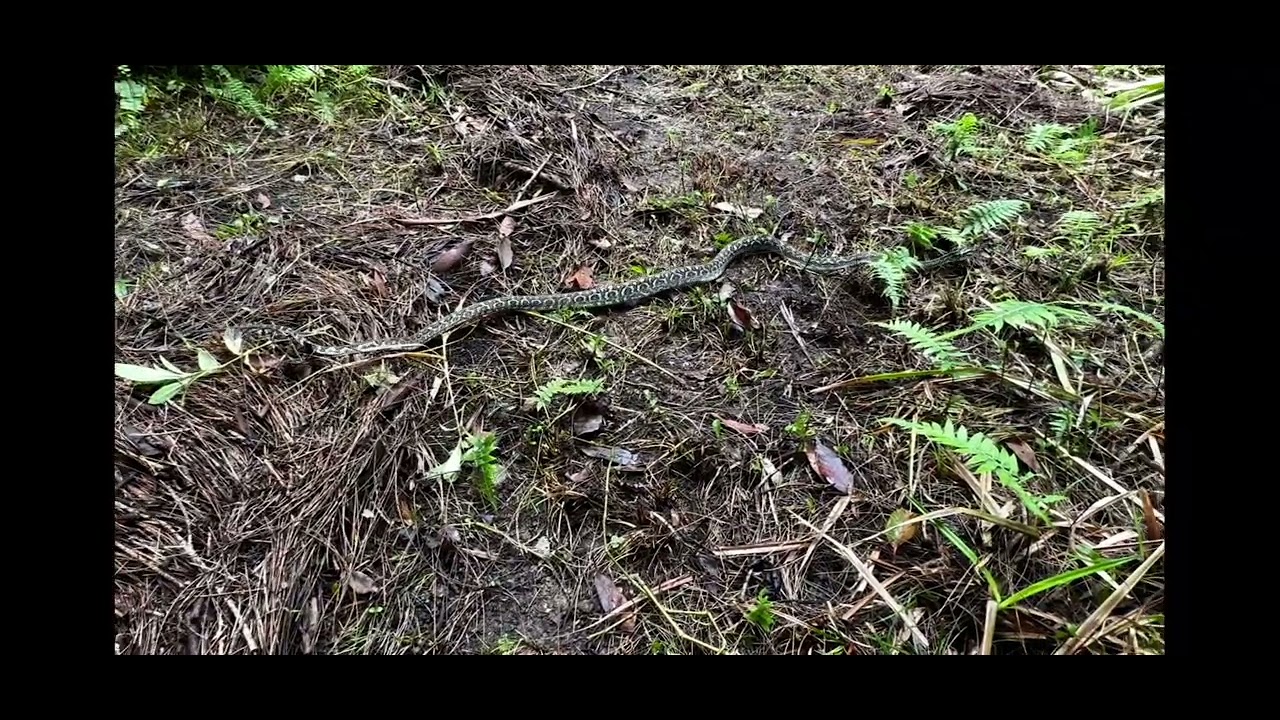 How The Habu s Moves habu snake venomous venomoussnakes wildlife how-the-habu-s-moves-habu-snake-venomous-venomoussnakes-wildlife