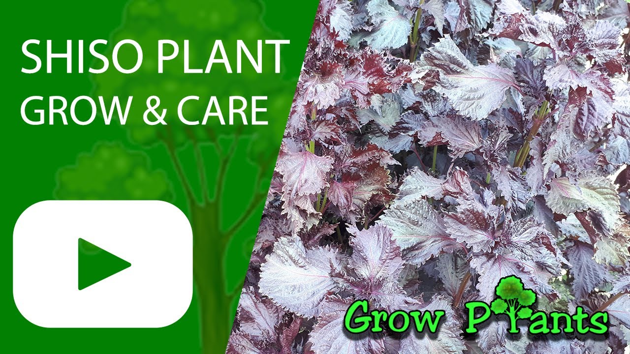 Shiso plant - grow, care & eat (Edible & Beauty) - YouTube