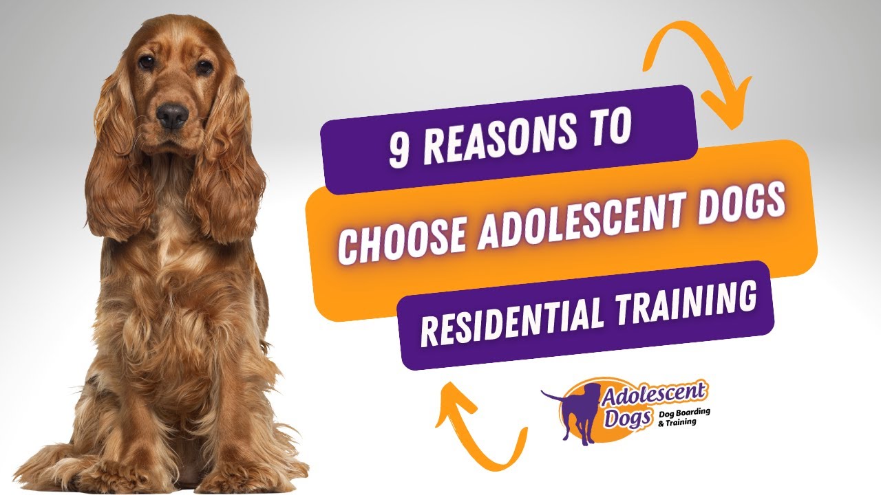 9 Reasons to Choose Adolescent Dogs Residential Dog Training - YouTube