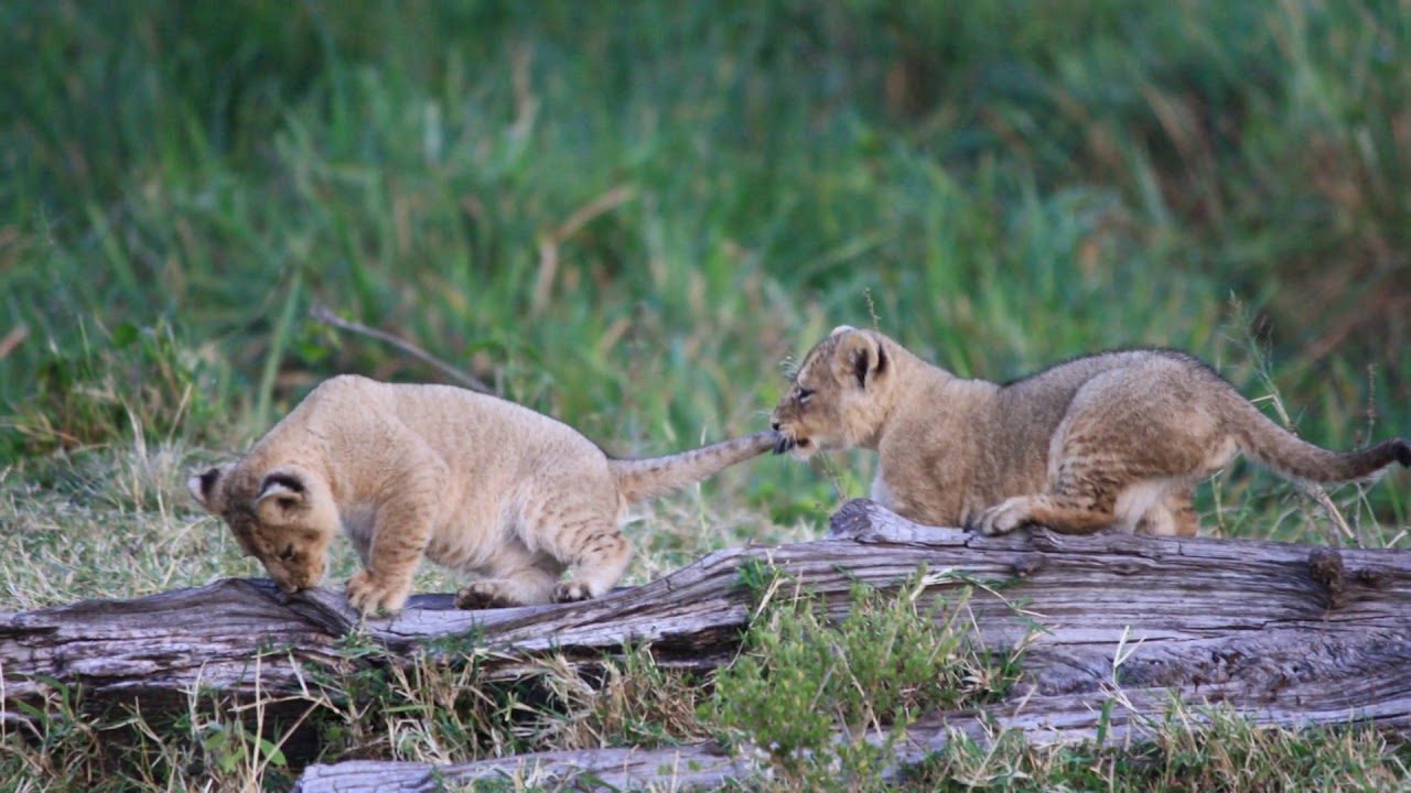 Three Cute Lion Cubs Play Together - YouTube