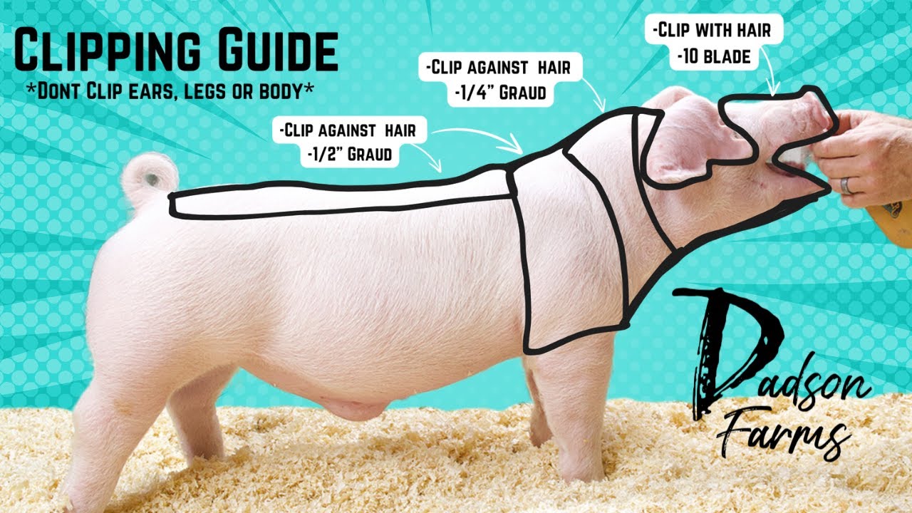 Clipping our showpigs for a livestock show #showpigs #livestockshow ...