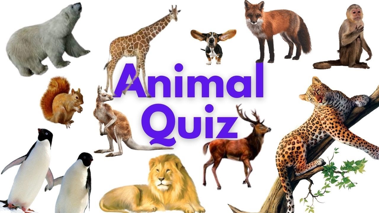 animal quiz in english | animal trivia | animal general knowledge ...