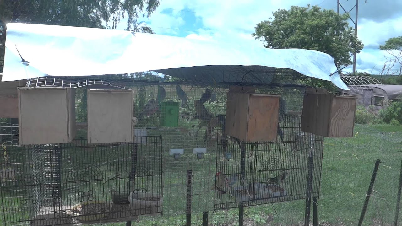 Budgie/Parakeet Colony Breeding - YouTube