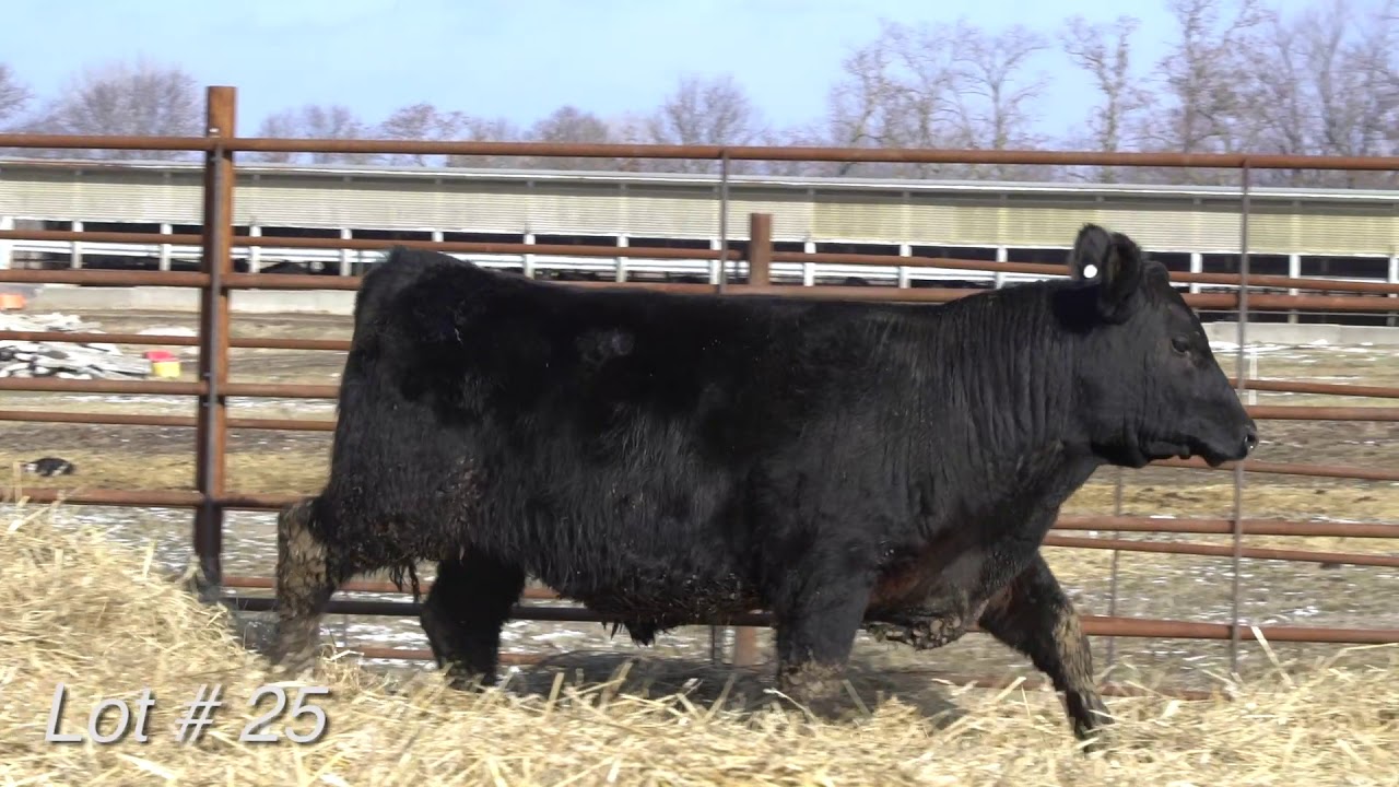 Schupback Farms : LOT 25 - YouTube