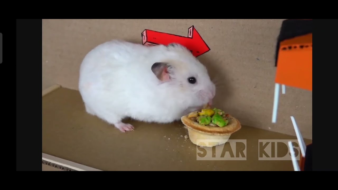 Peter Rabbit | Flying Rabbits | Cartoons for Kids| Rabbit cartoon |Star ...