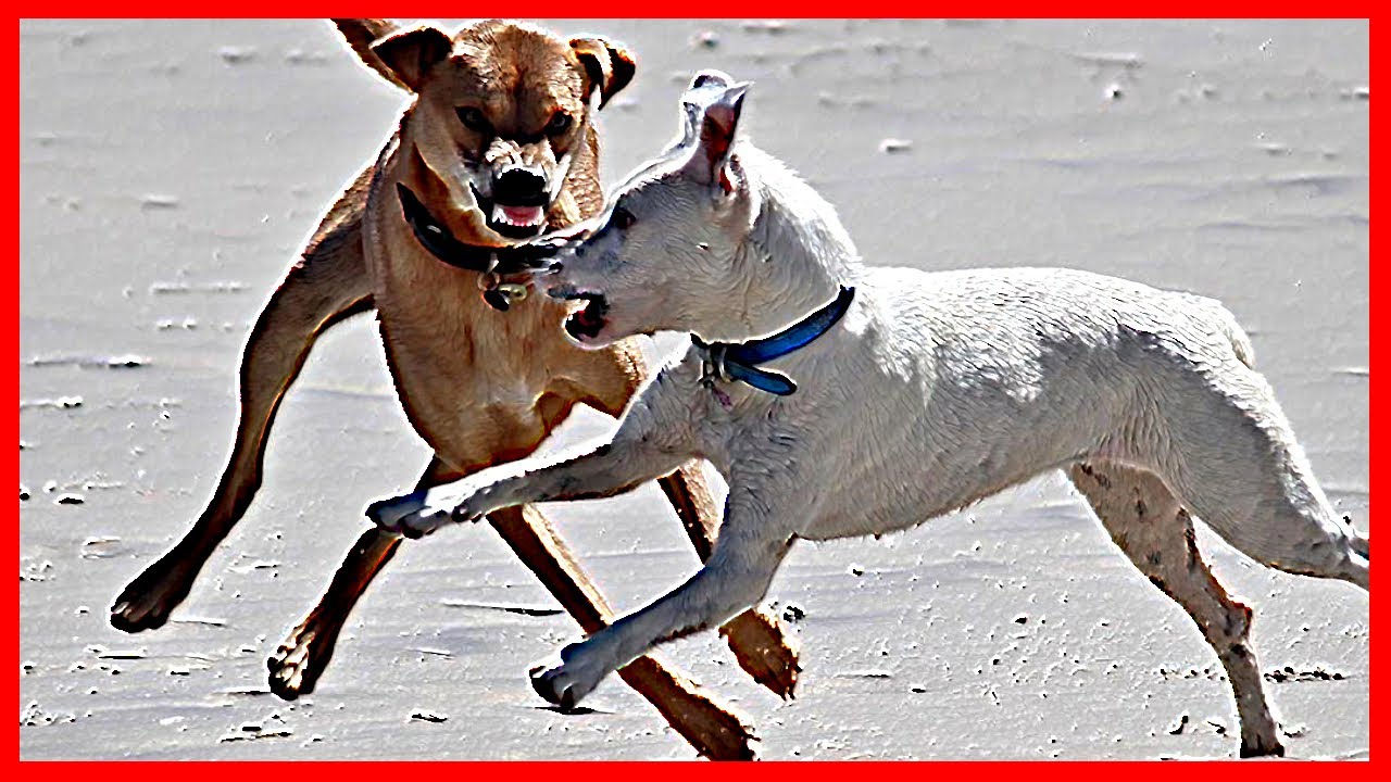 Poderoso Perro CALLEJERO llamado "El Jefe". 🐲 - YouTube