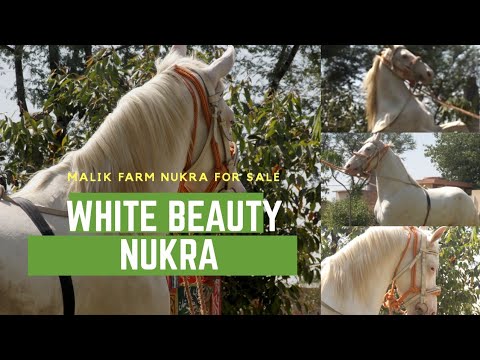 Nukra Horse For Sale | Punjab Famous Horse | نکرا گھوڑا فار سیل | Malik ...