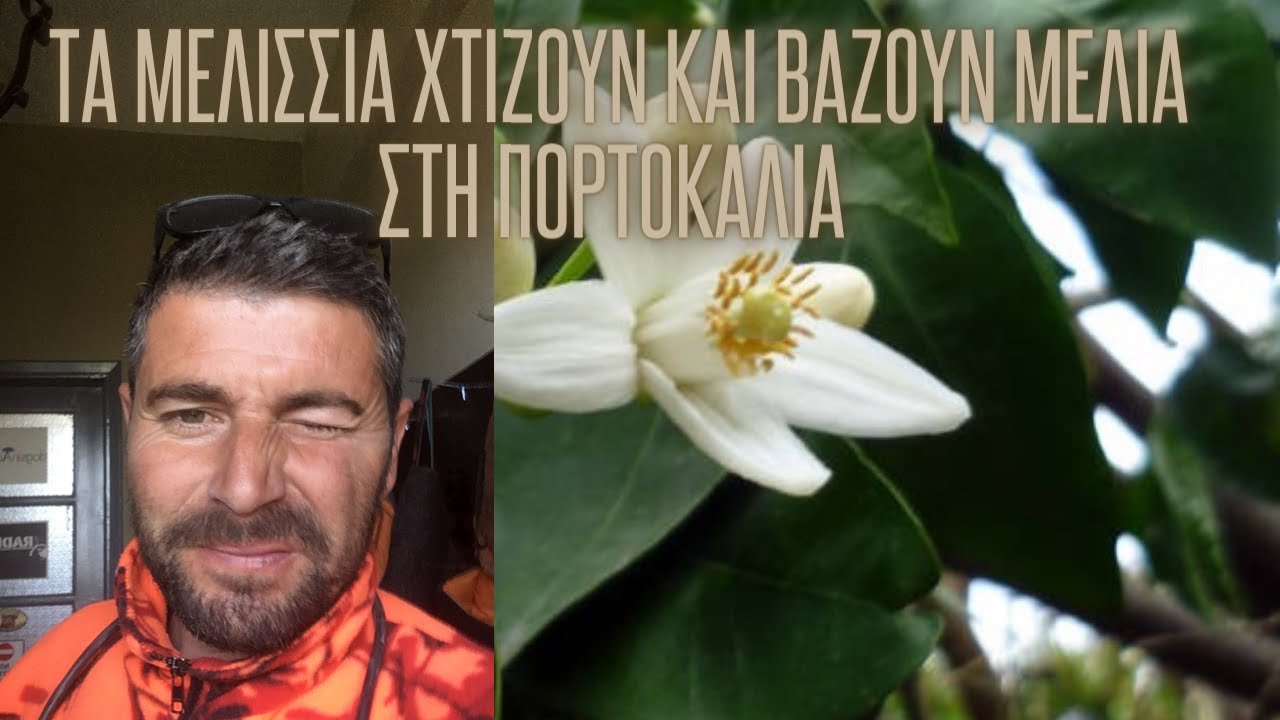 Τα μελισσια χτίζουν και βάζουν μέλια στη πορτοκαλια - YouTube
