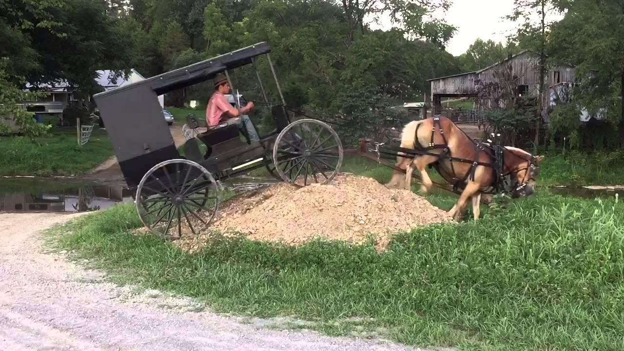 Haflinger team for sale - YouTube