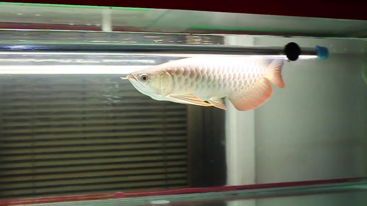 HBRTG Arowana - YouTube