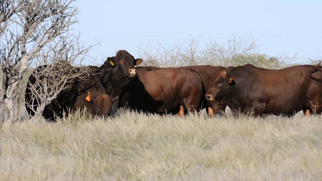 Bonsmara Bulls in a group - YouTube