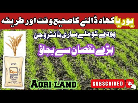 How to apply urea fertilizer | Urea application time and method in ...