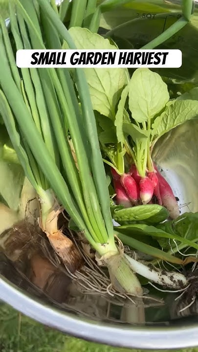 Spring Garden Harvest 3/11 - YouTube