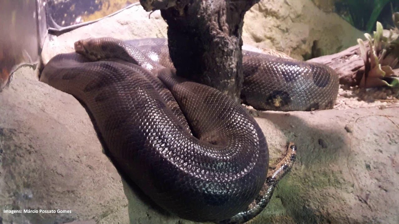 Sucuri-verde (Sucuri Gigante - Cobra Gigante) - YouTube