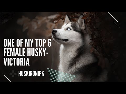 Introducing Victoria aka Vicky. Siberian Husky in Pakistan