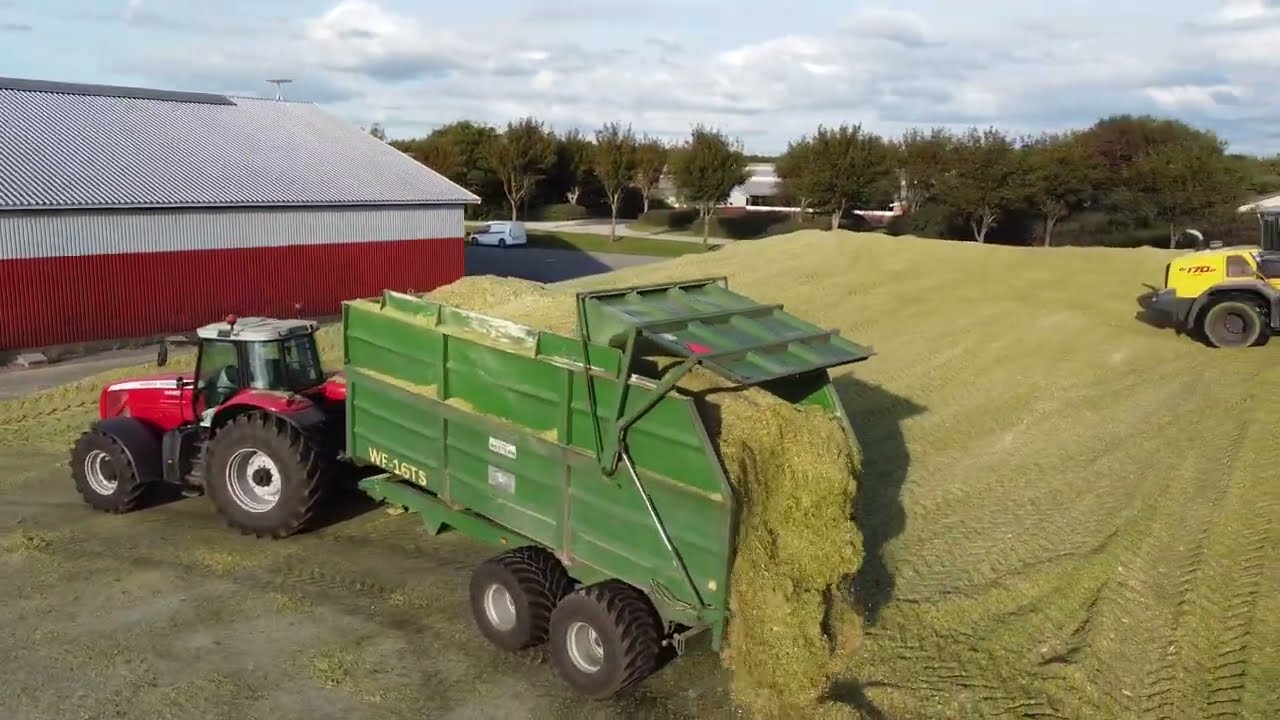 Cow noises Big Tractor Silage Handing Calf Feeding Farm day#farming ...