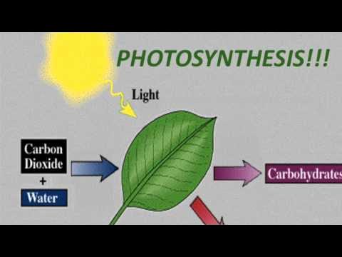 Photosynthesis Rap (50 Cent - In Da Club) - YouTube