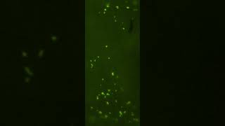 Plant Mitochondria Moving Around the Cell (VIDEO)