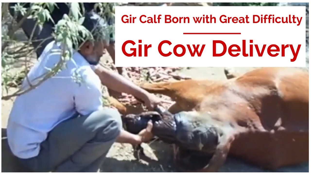 Cows giving Birth to Calf - YouTube