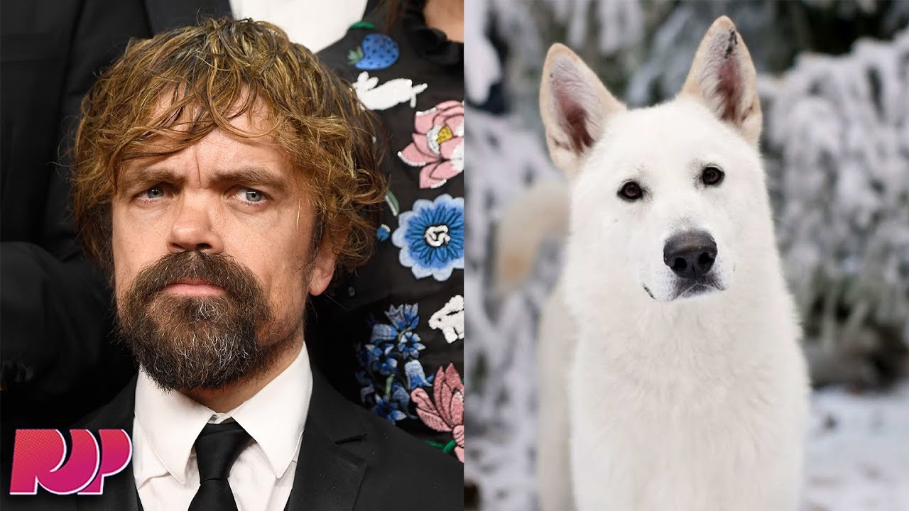 Game Of Thrones Actor Asks Fans To Stop Adopting & Abandoning Huskies ...