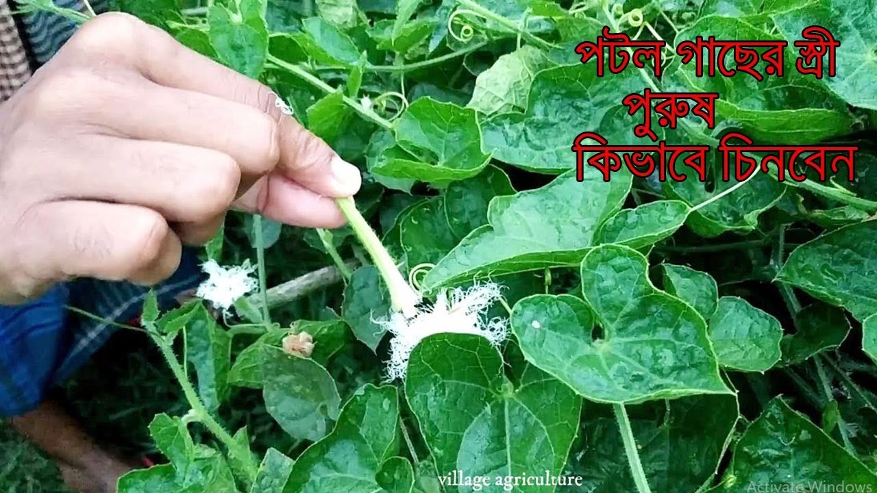 পটল গাছের স্ত্রী পুরুষ ফুল কিভাবে চিনবেন | How to recognize the male ...