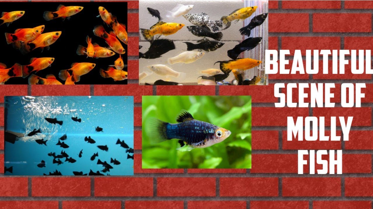 Beautiful scene of molly fish molly fish in varities of colour - YouTube