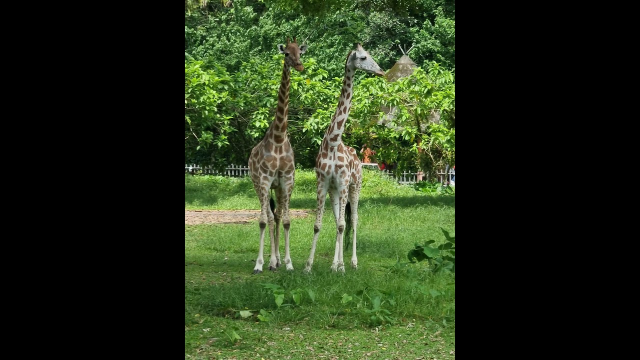 ZIRAFAH ZOO TAIPING - YouTube
