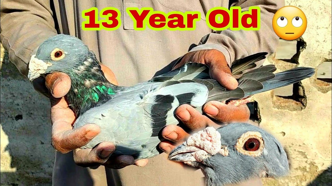13 Year Old Pigeon | Legend Pigeon | Blue Sky Loft Top Breeder Pigeon ...