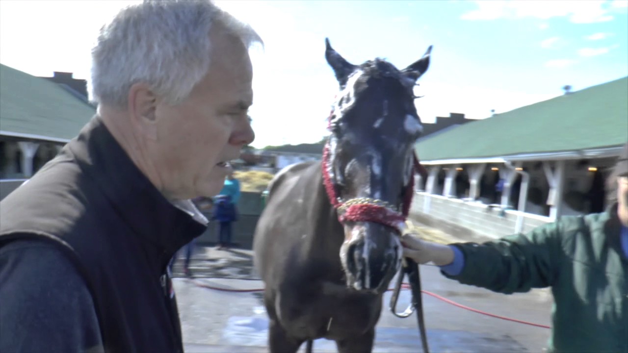 Trainer Dale Romans Shows Ray Paulick How To Give A Horse A Bath - YouTube