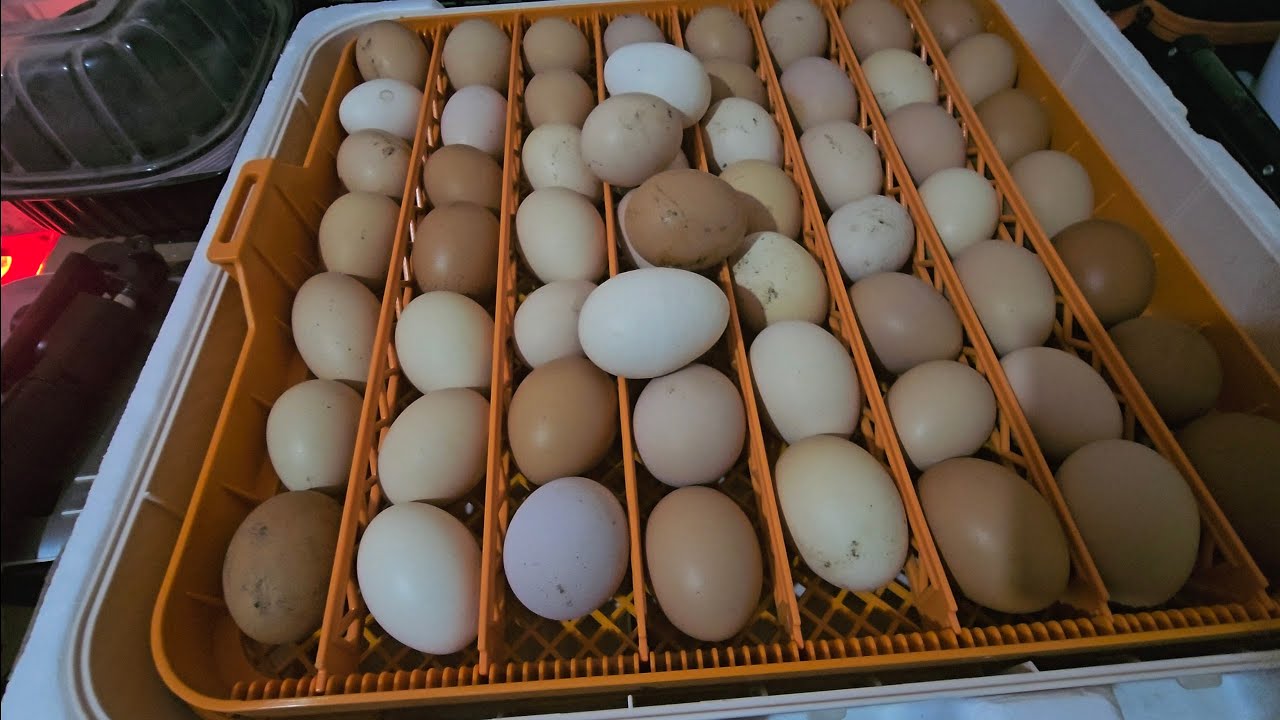Setting Up Our 3rd Chicken Egg Hatch! 🐣 - YouTube