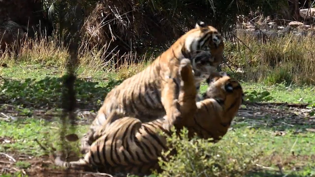Tigress Discipline Leads to Intense Tiger Fight - YouTube