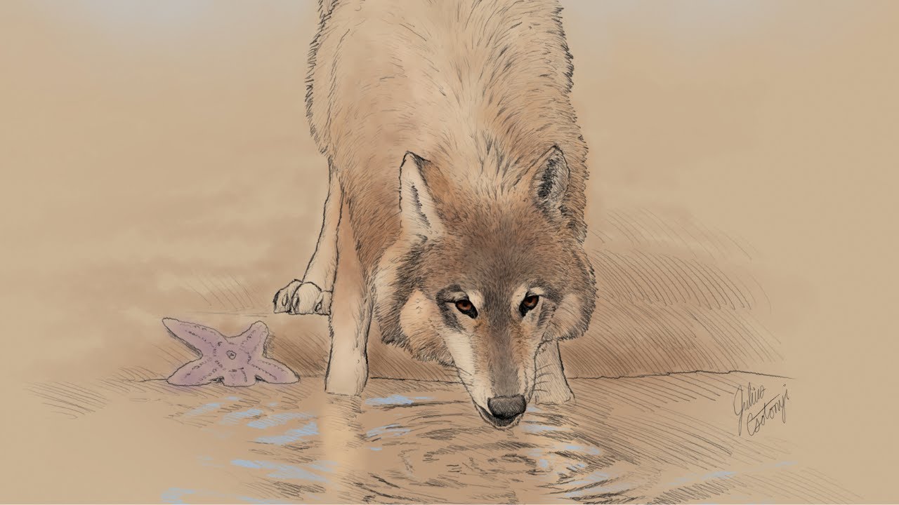 Learn to Draw: Wolf - YouTube