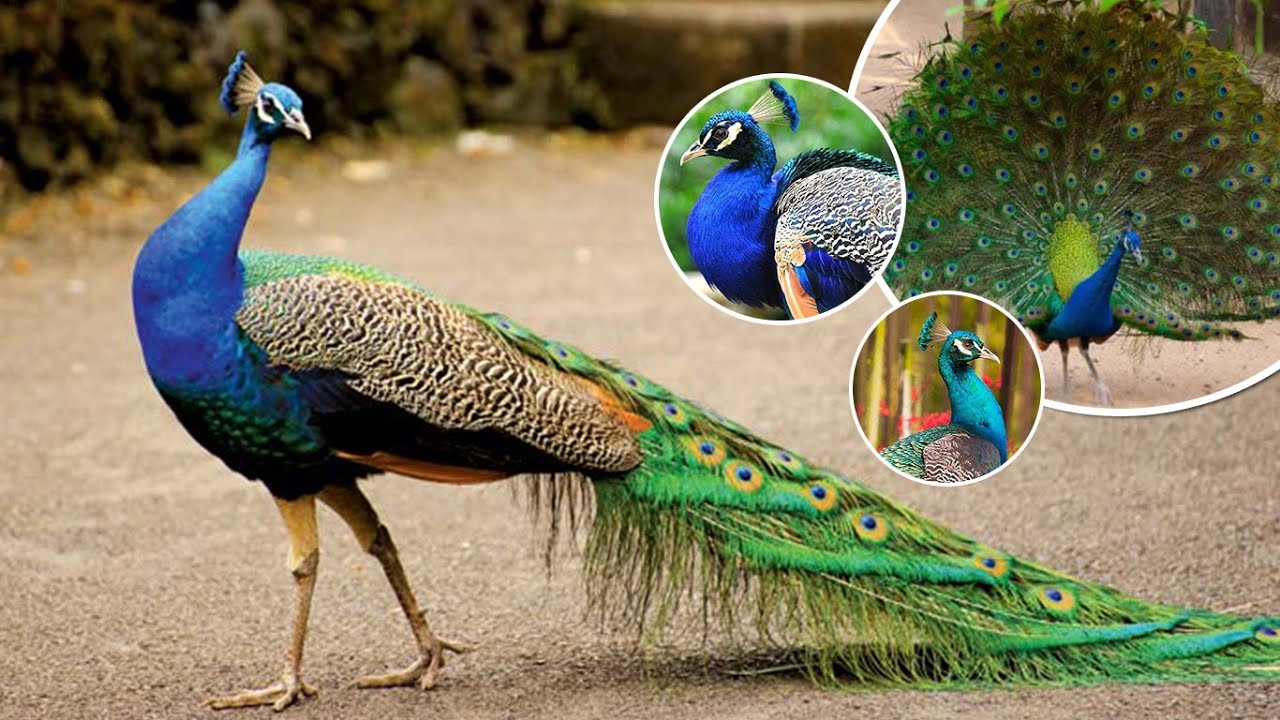 The Most Beautiful Peacock Dance And Sound Peacock Sound And Dance [tb