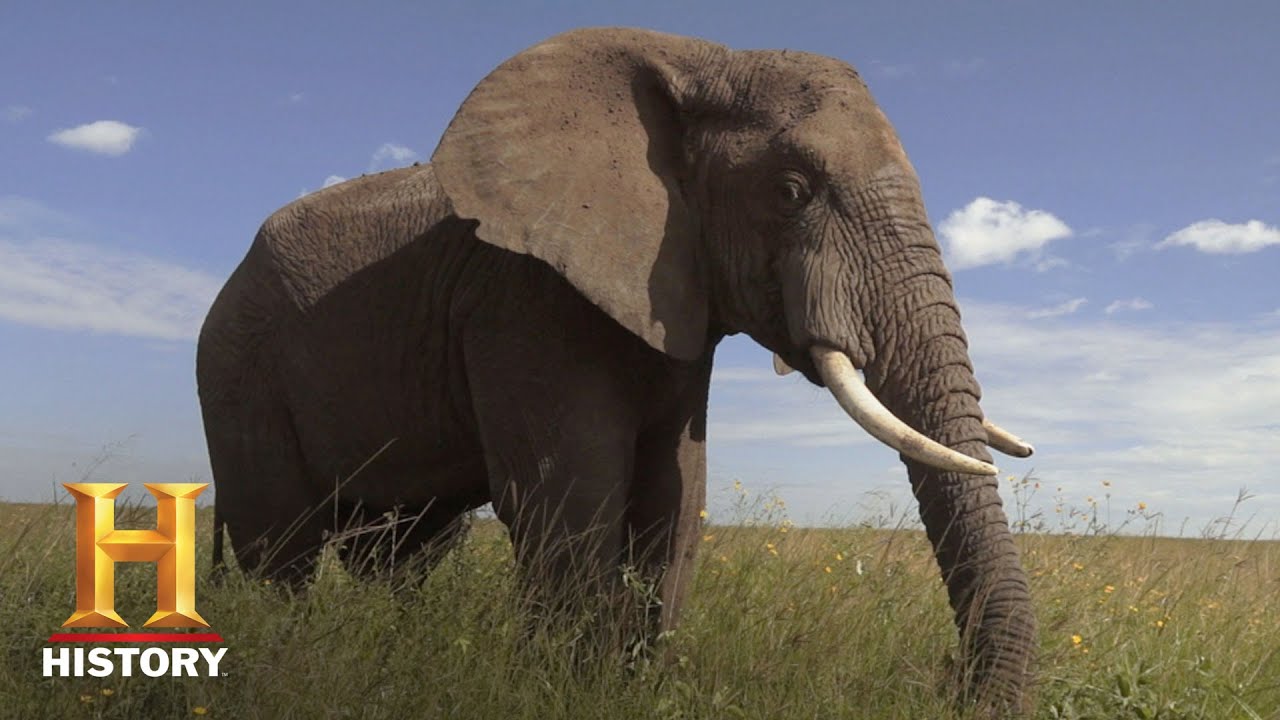 America 101: Why an Elephant for Republicans? | History - YouTube