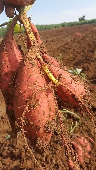 #Java_potato 🍠🍠 Wow!! #farming #nature #khmeragriculture #agriculture # ...