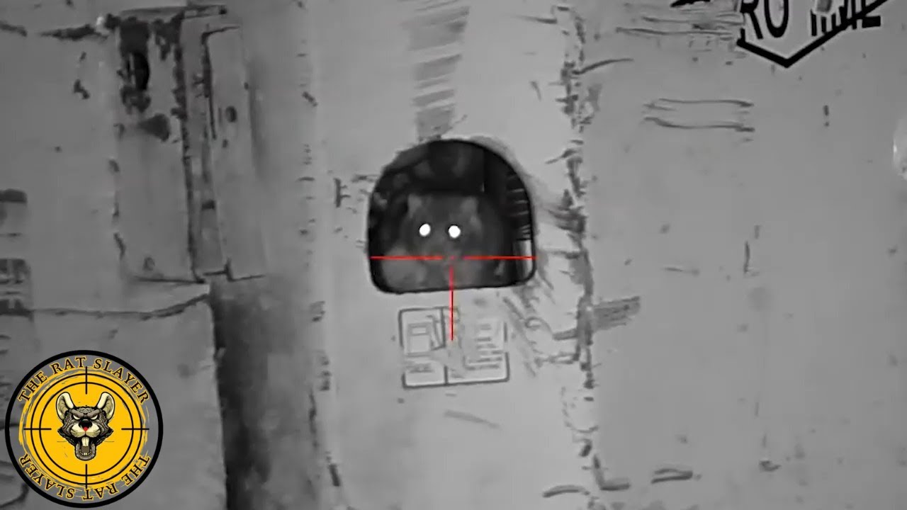 Ultimate Ratting Challenge: Epic Rat Kill & Thrilling Rat Shooting on ...