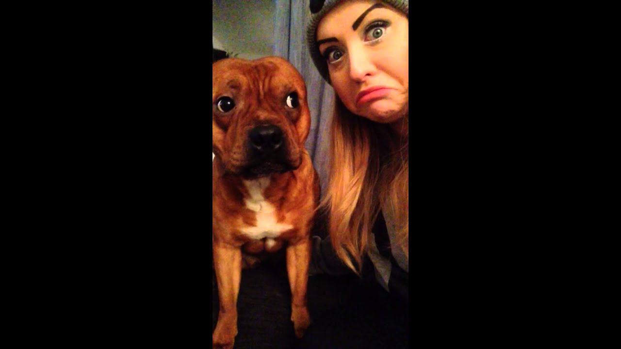 Angry Staffordshire bullterrier. - YouTube
