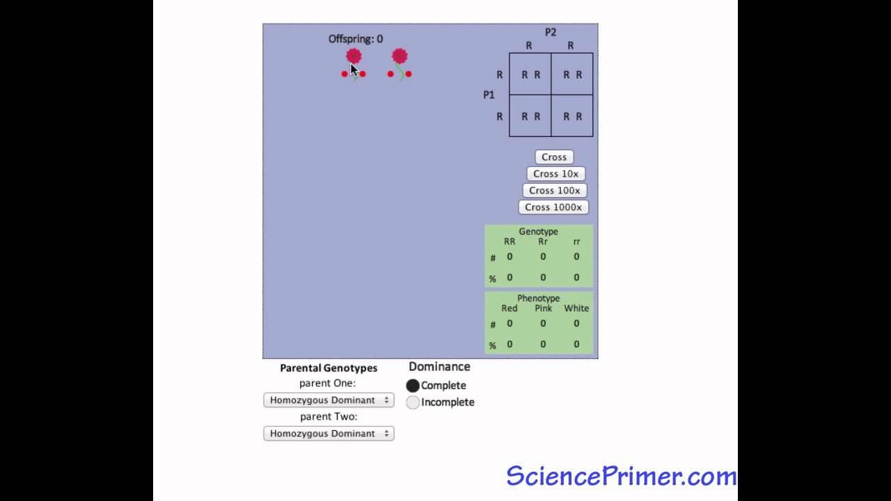 Genotype phenotype probabilities - YouTube