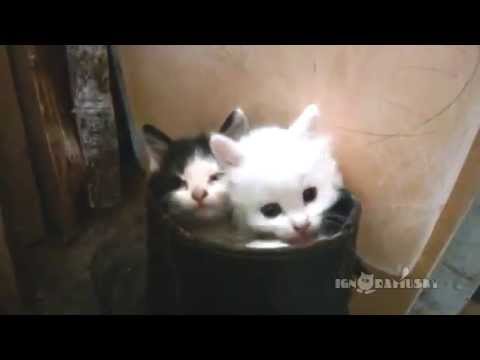 3 kittens in 1 bucket - YouTube